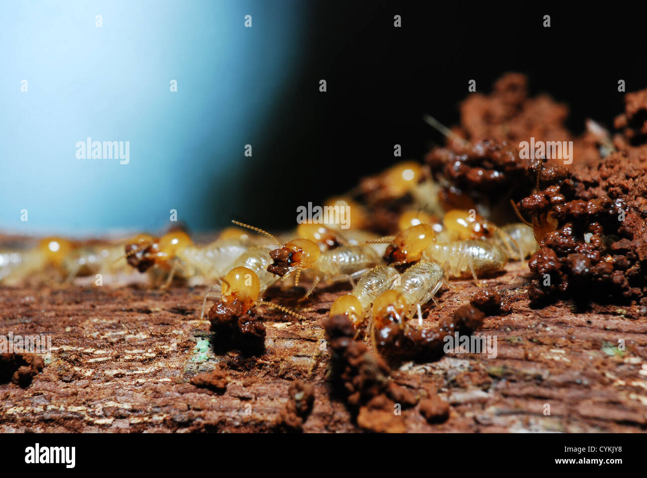 Termite nest tree hi-res stock photography and images - Alamy