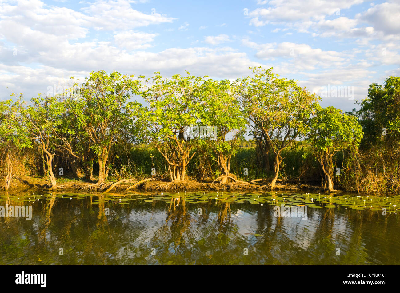 Trees lined up along the riverbank at Yellow Water Billabong, Kakadu ...