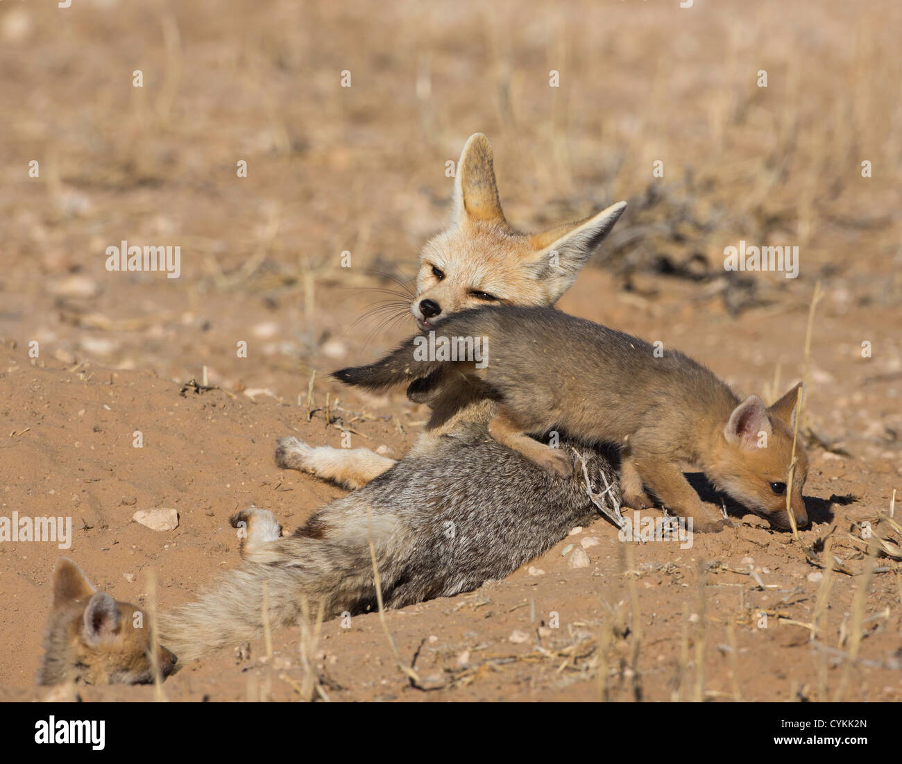 cape fox with two babies playing Stock Photo - Alamy