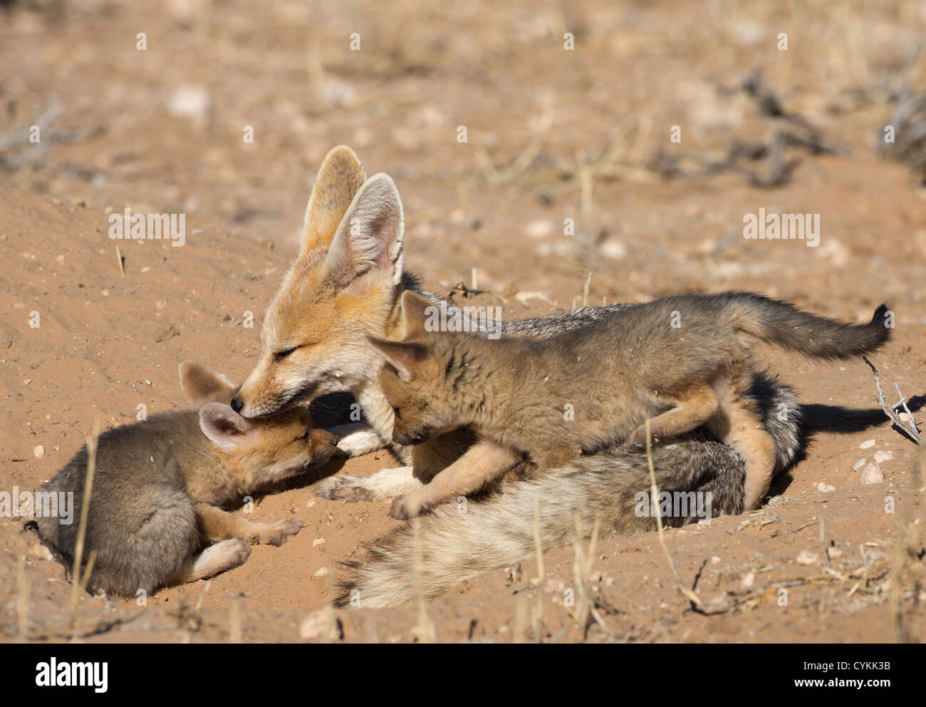 cape fox with two babies playing Stock Photo - Alamy