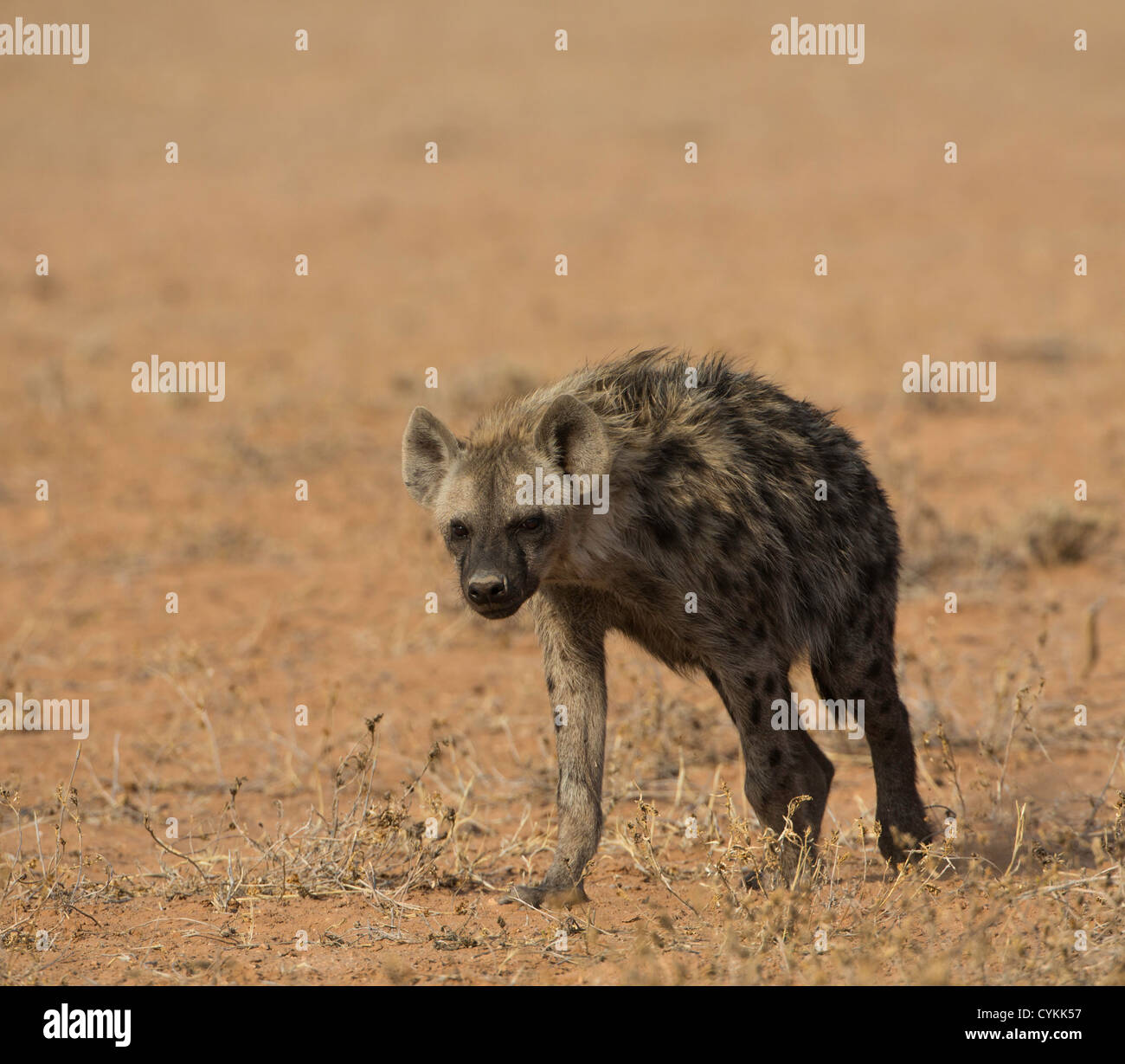 Hayena hi-res stock photography and images - Alamy