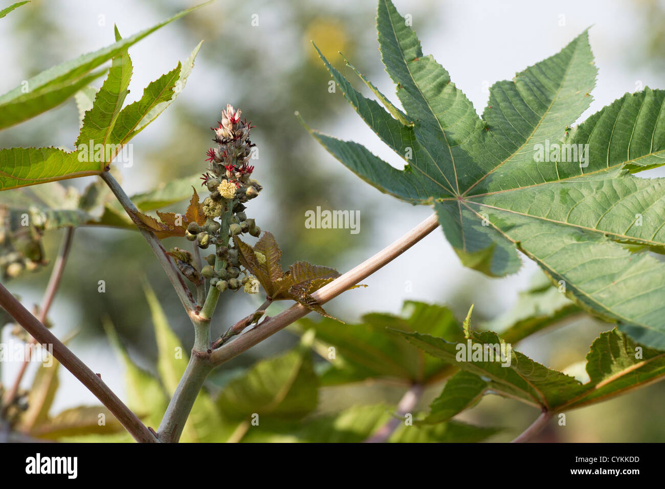 Ricinus communis. Castor oil plant in the Indian countryside Stock ...