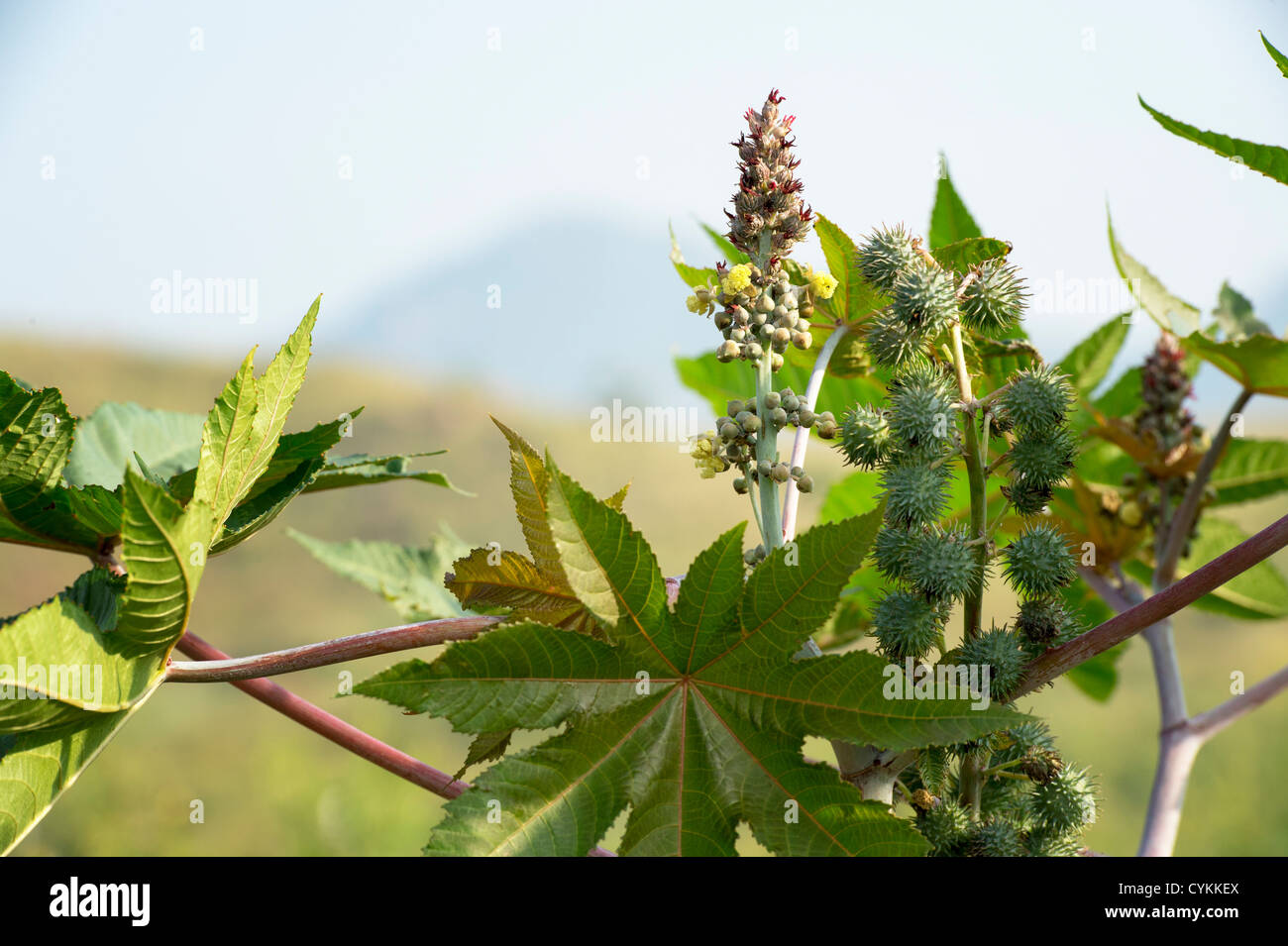 Ricinus communis. Castor oil plant in the Indian countryside Stock ...