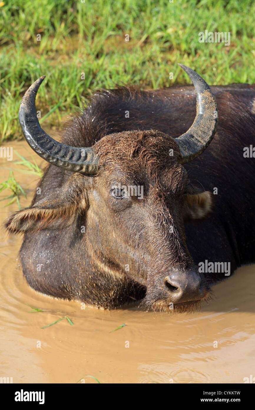 Water buffalo bathing in a water hole in Yala National Park in Sri ...