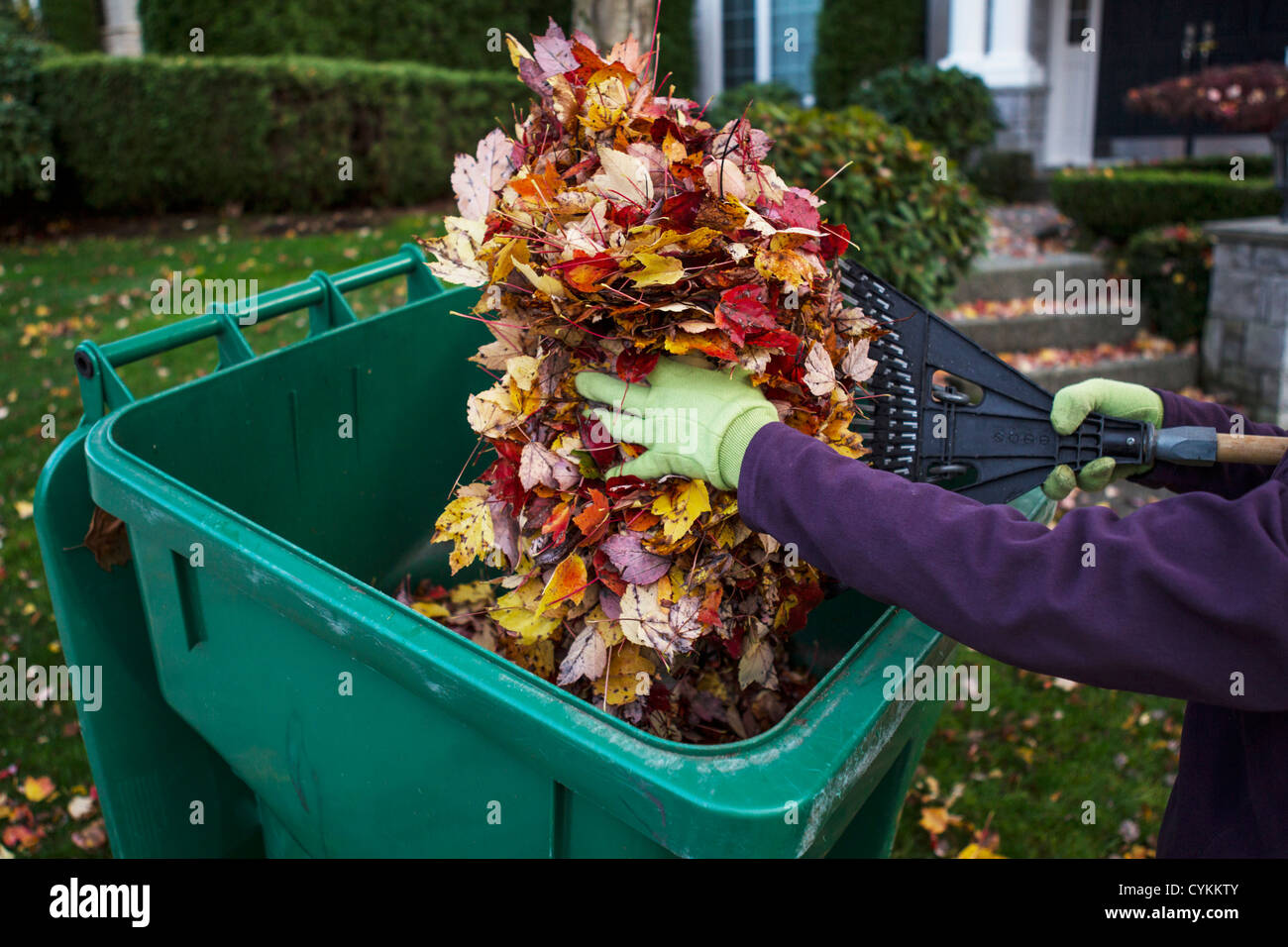Person putting in autumn leaves in to recycle bin with yard and home in ...