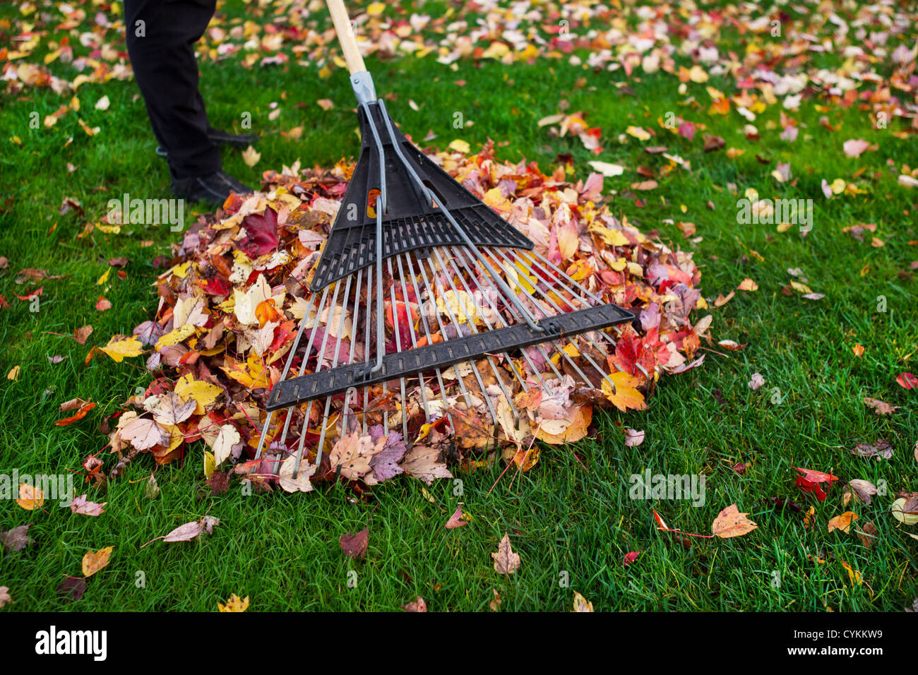 Person holding yard rake with pile of autumn leaves under rake Stock ...
