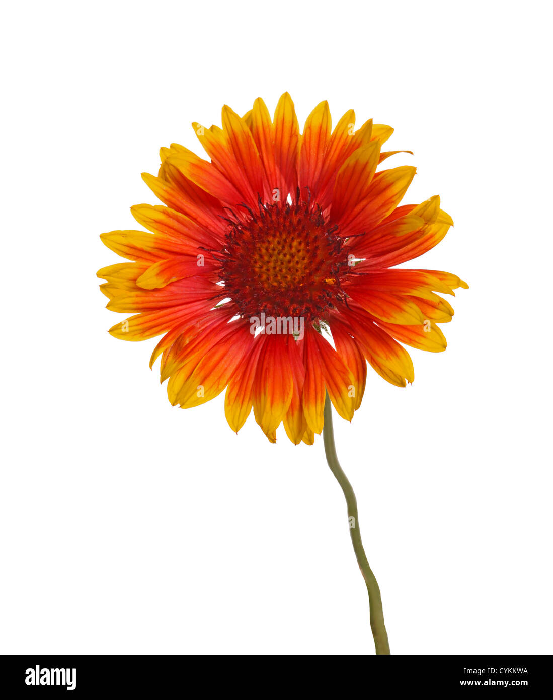 Gaillardia grandiflora hi-res stock photography and images - Alamy