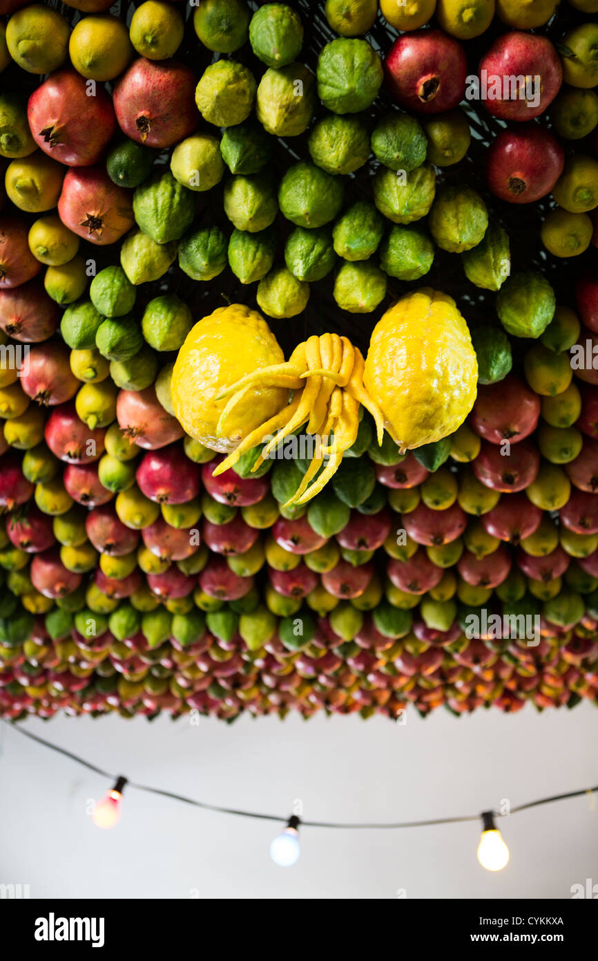 Samaritan indoor Sukkah is decorated with fresh fruit on the ceiling ...