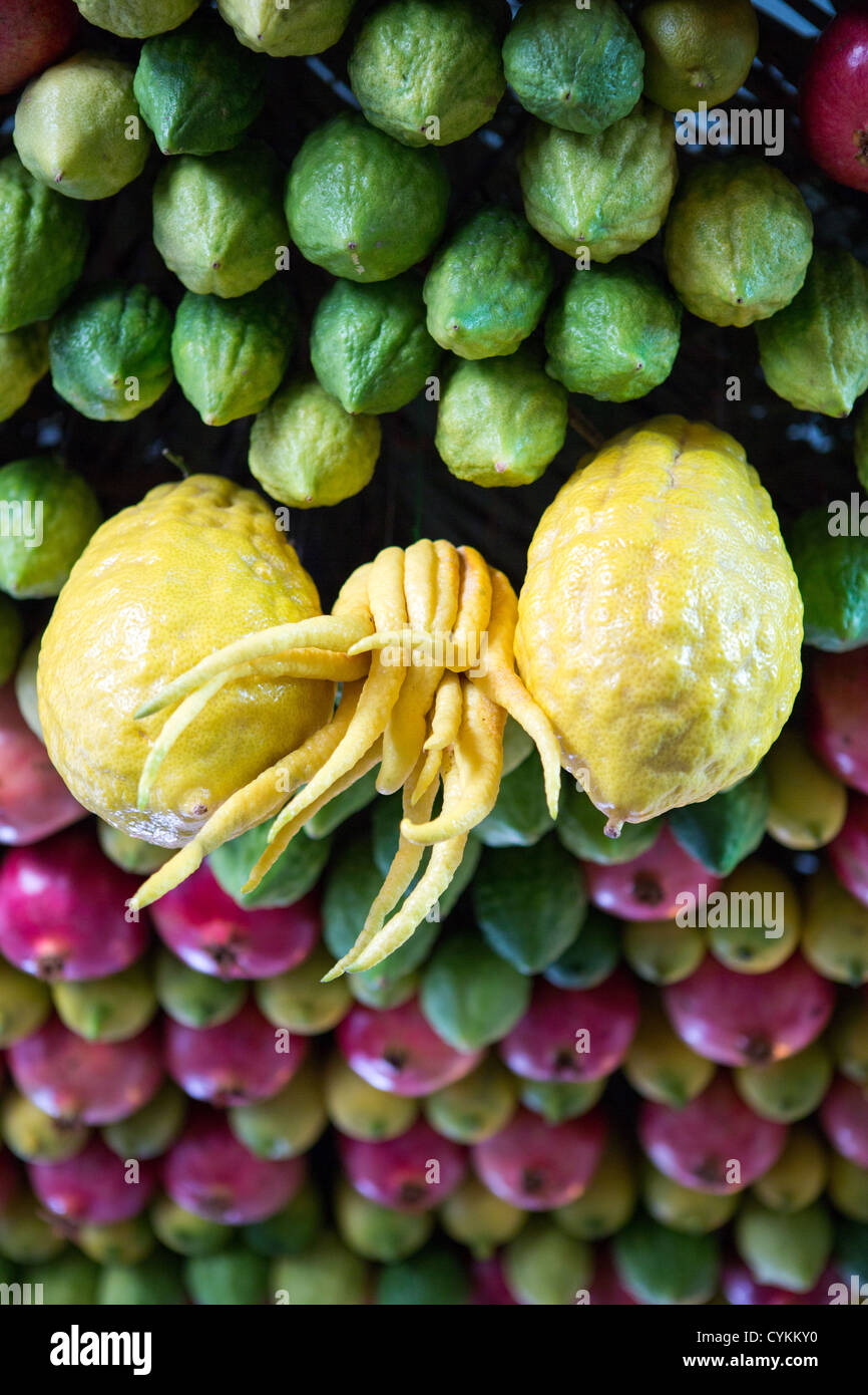 Samaritan indoor Sukkah is decorated with fresh fruit on the ceiling ...