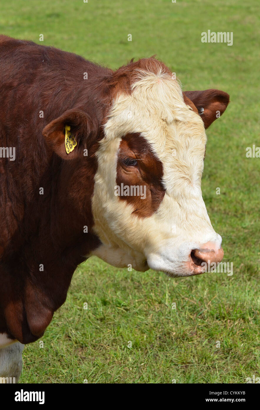 Simmental Cattle, Cornwall Park Farm, Auckland New Zealand Stock Photo ...