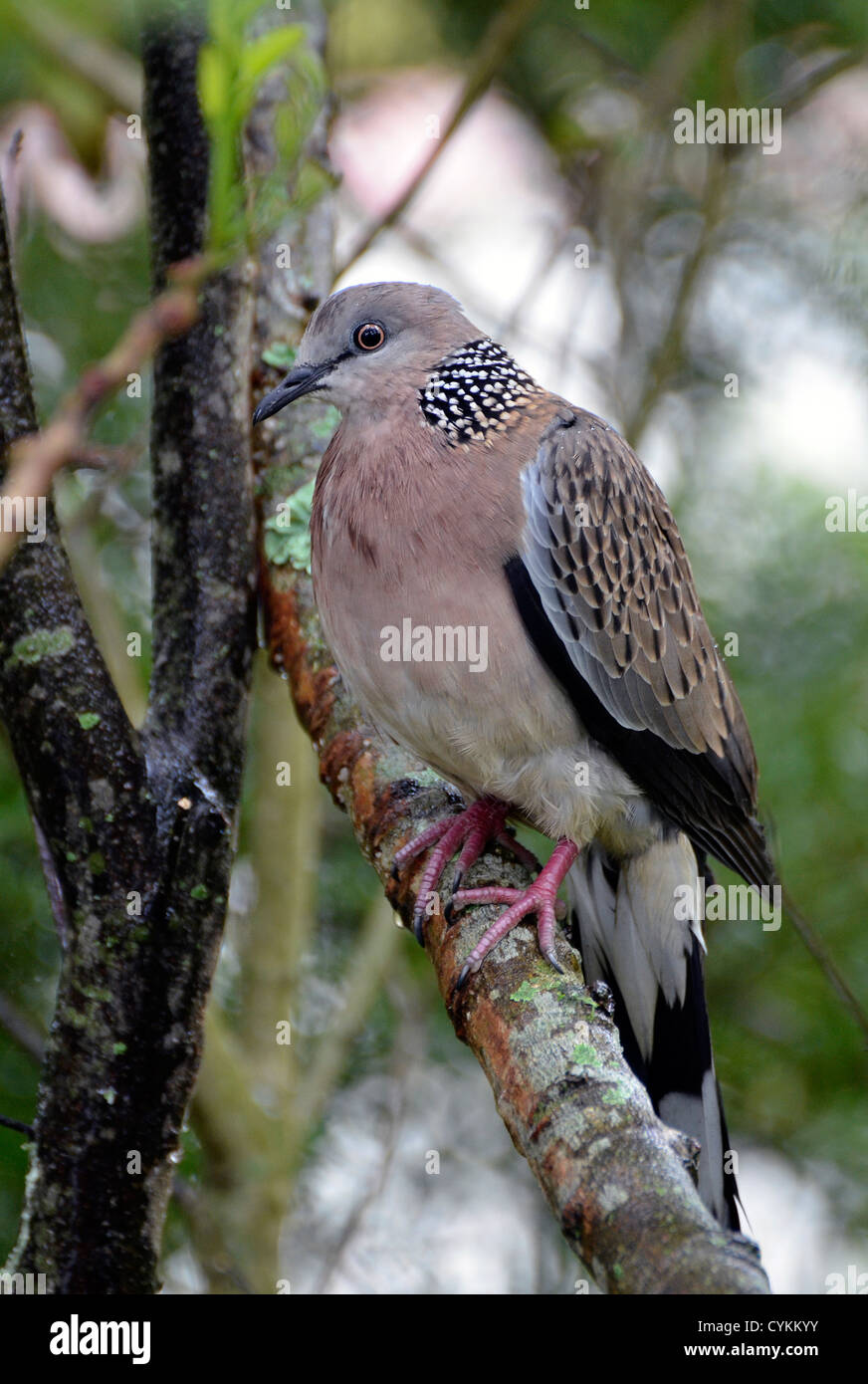 Spotted Dove - Spilopelia chinensis - long-tailed pigeon Auckland bush ...
