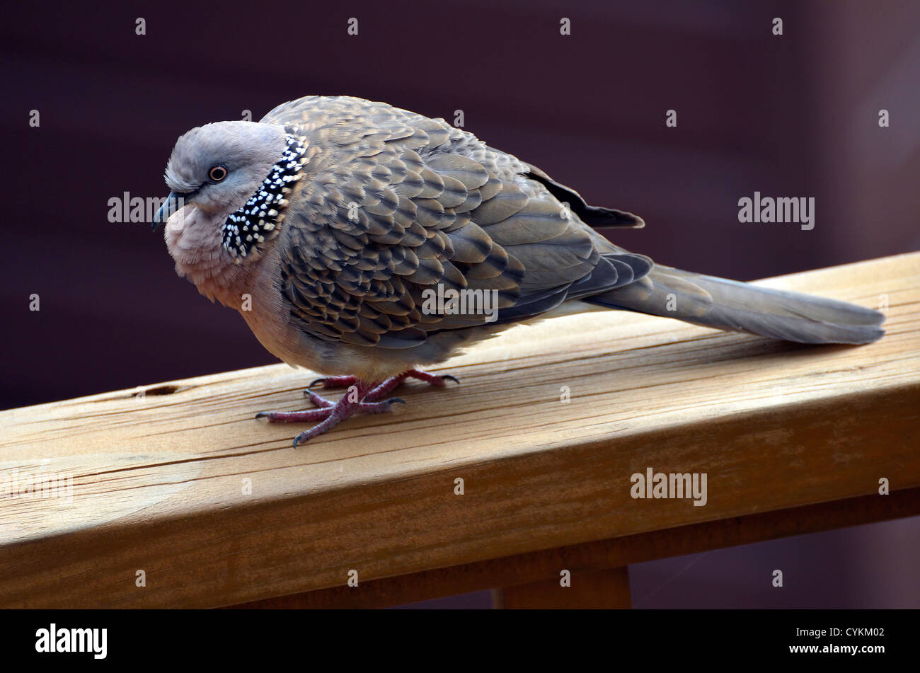 Spotted Dove - Spilopelia chinensis - long-tailed pigeon Auckland bush ...