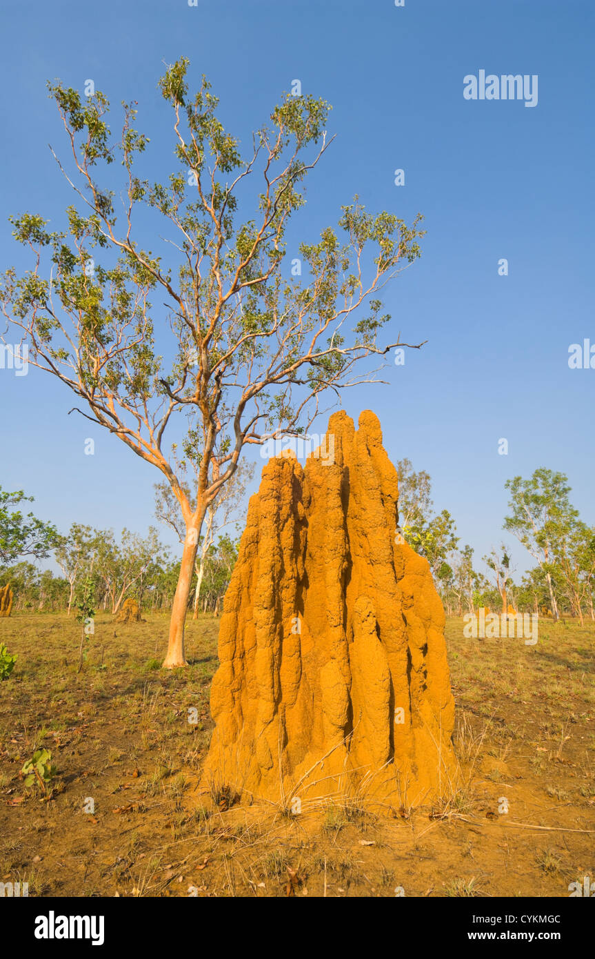 Cathedral Termite Mound, Kakadu National Park, Northern Territory ...