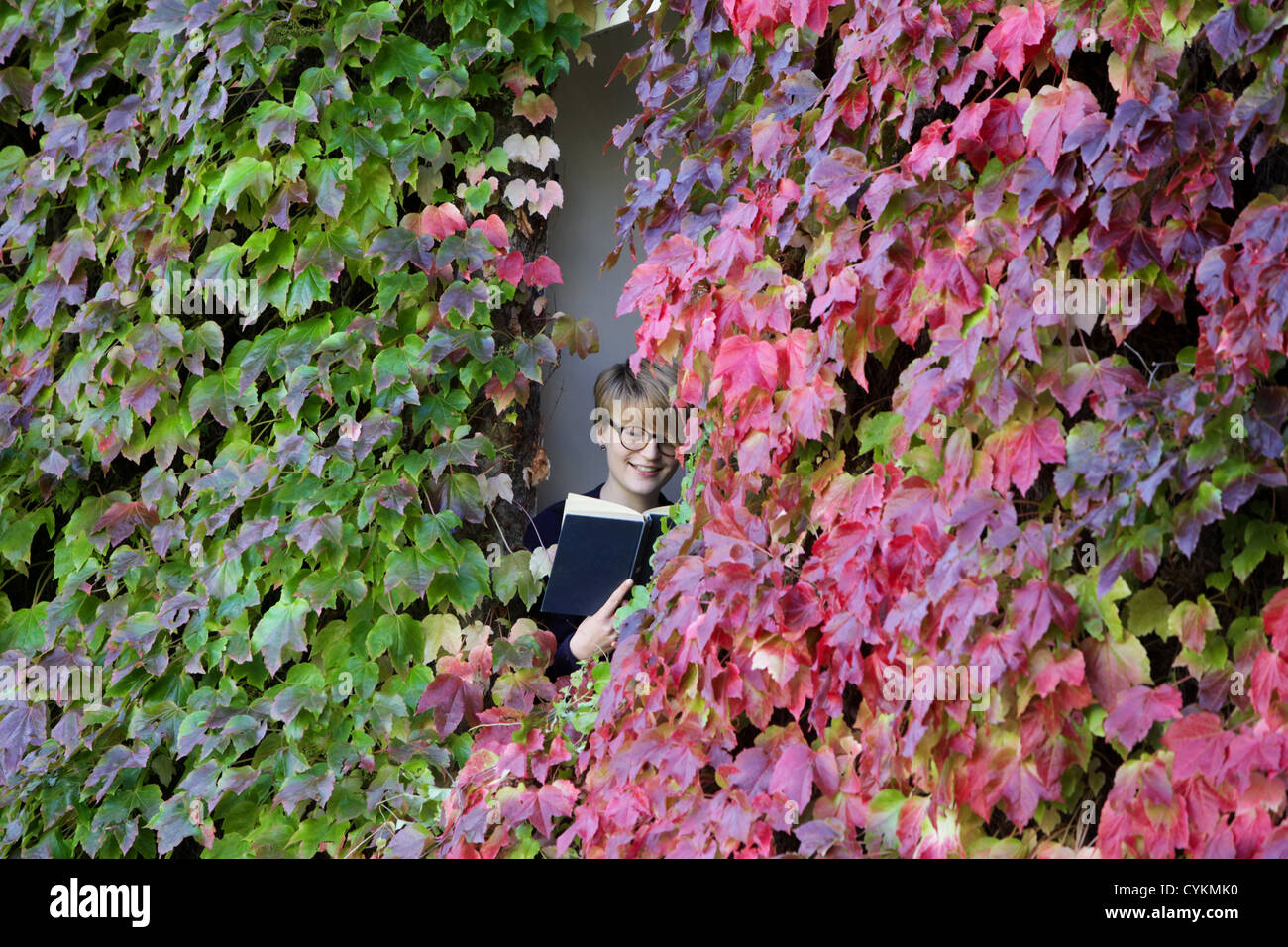 THE VIRGINIA CREEPER AT ST JOHNS COLLEGE CAMBRIDGE WHICH HAS TURNED RED ...