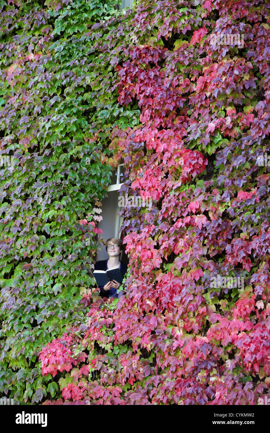 THE VIRGINIA CREEPER AT ST JOHNS COLLEGE CAMBRIDGE WHICH HAS TURNED RED ...