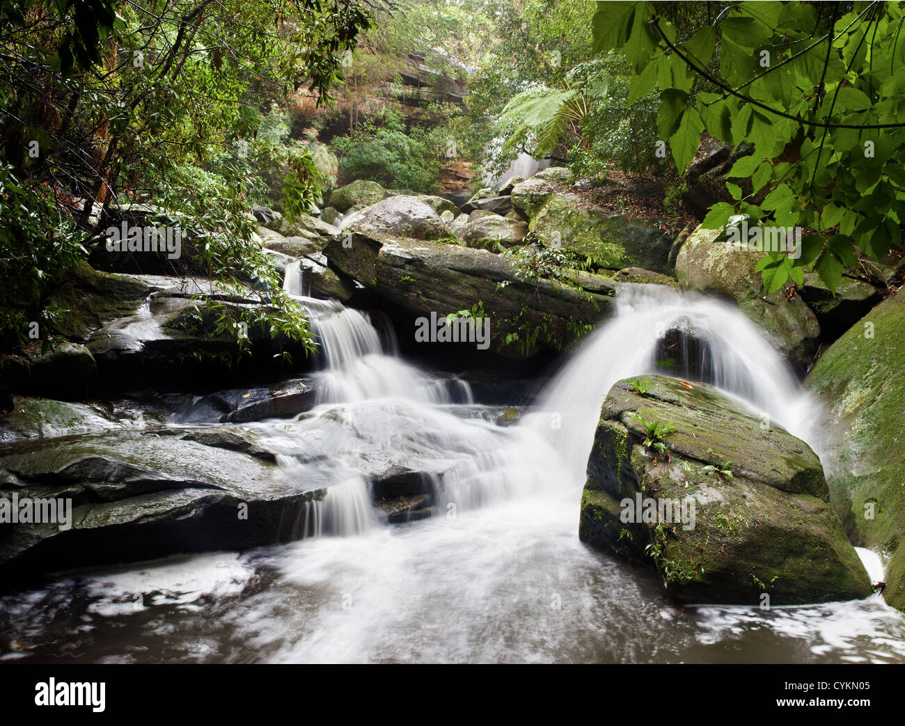 lush green jungle steam flowing water over rocks and boulders outside ...