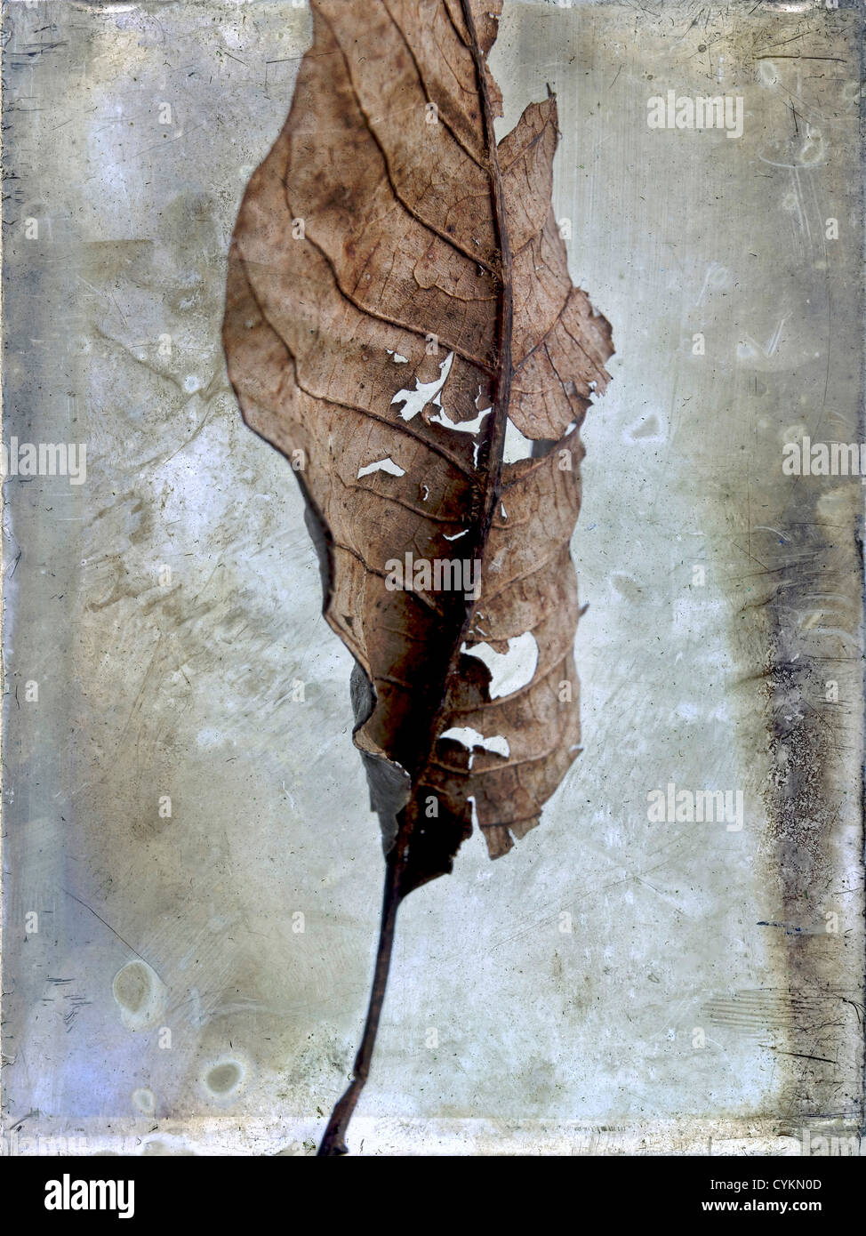 Death leaf hi-res stock photography and images - Alamy