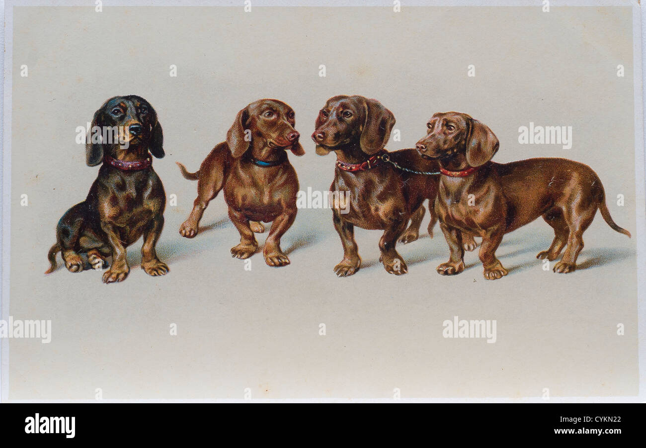 four dogs drawing in an old post card Stock Photo - Alamy