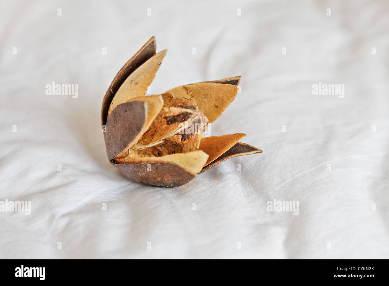 Dried cotton bud open petals showing 'square' onea whiten linen ...