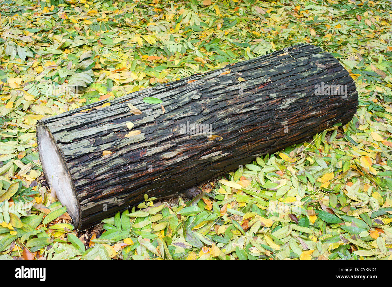 Caucasian wingnut tree trunk and fallen leaves Pterocarya fraxinifolia ...