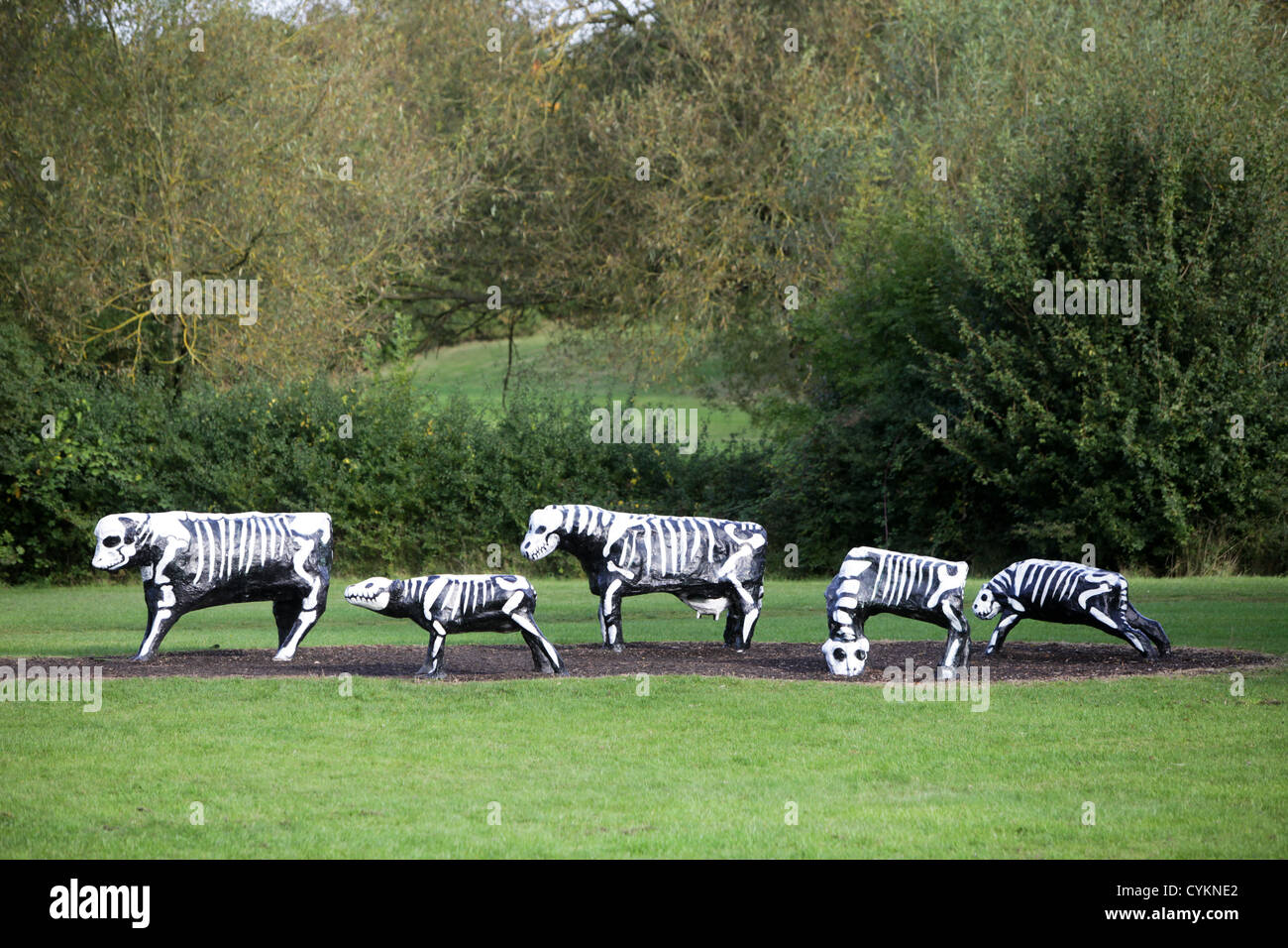 MILTON KEYNES COWS THAT HAVE BEEN TURNED INTO SKELETONS Stock Photo - Alamy