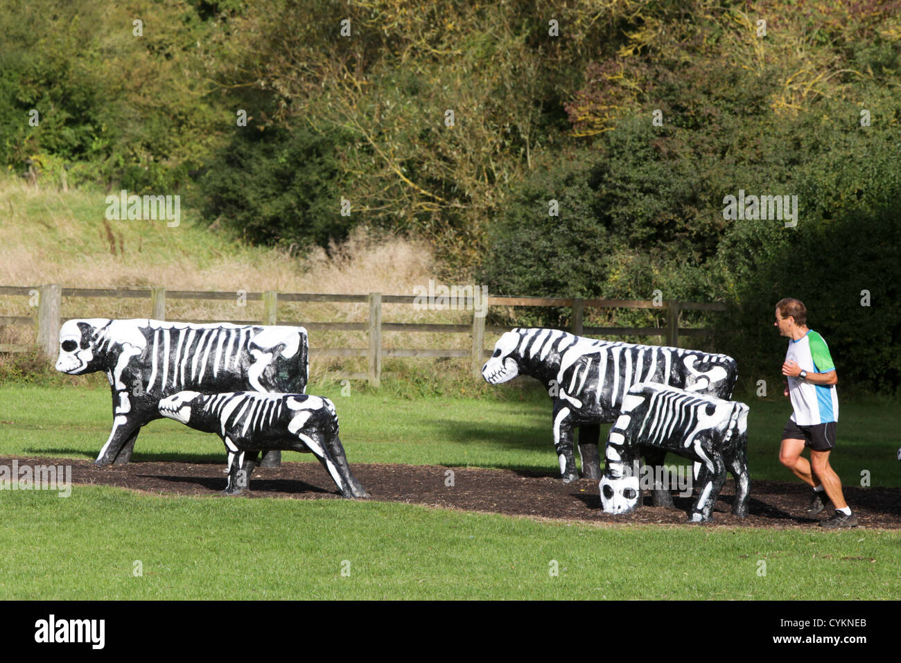MILTON KEYNES COWS THAT HAVE BEEN TURNED INTO SKELETONS Stock Photo - Alamy