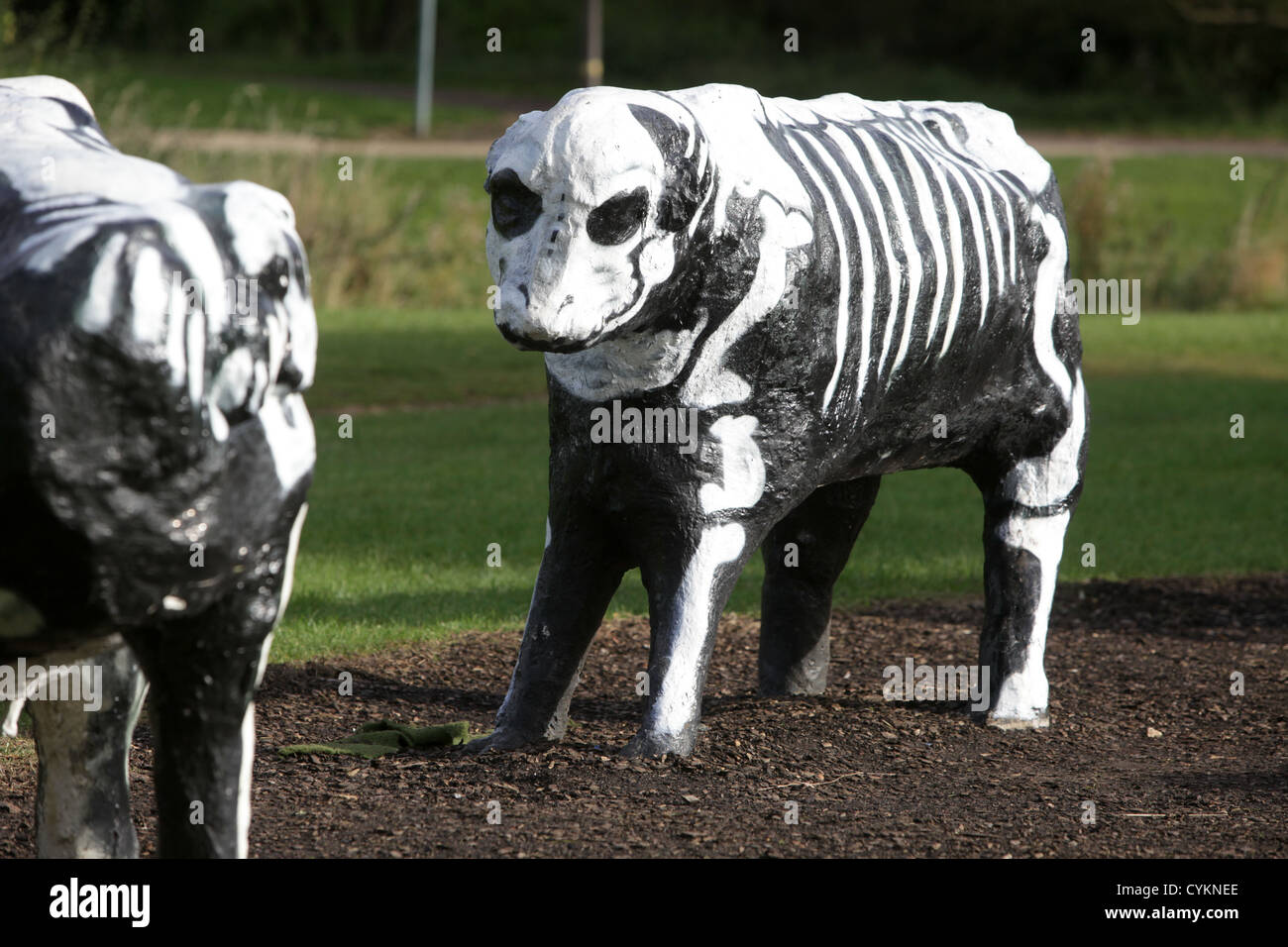 MILTON KEYNES COWS THAT HAVE BEEN TURNED INTO SKELETONS Stock Photo - Alamy