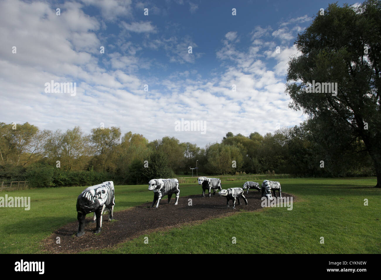 MILTON KEYNES COWS THAT HAVE BEEN TURNED INTO SKELETONS Stock Photo - Alamy