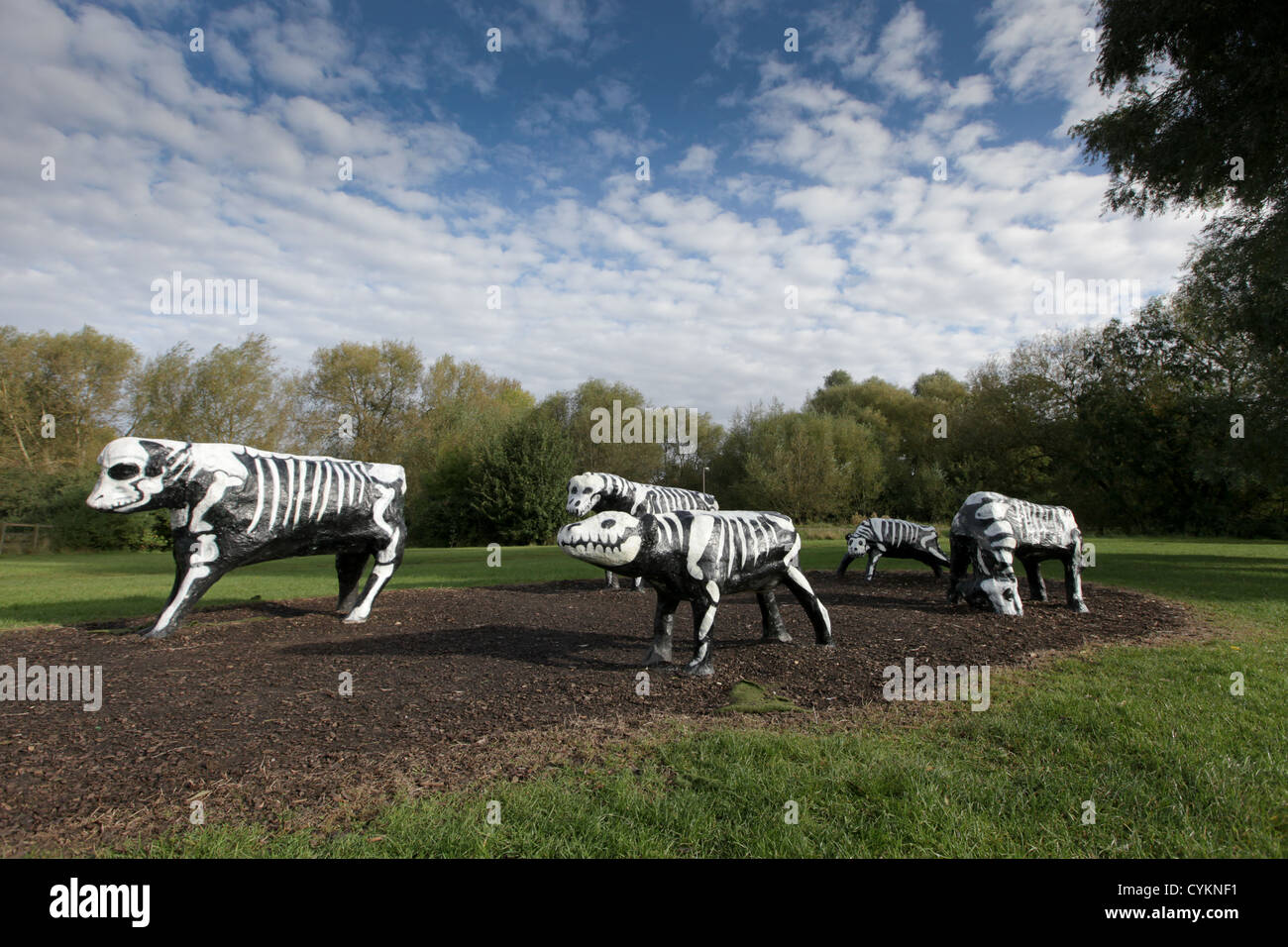 MILTON KEYNES COWS THAT HAVE BEEN TURNED INTO SKELETONS Stock Photo - Alamy