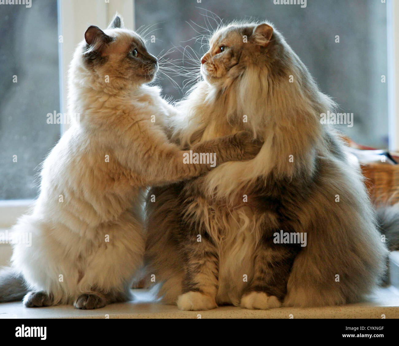 Obese cat hi-res stock photography and images - Alamy
