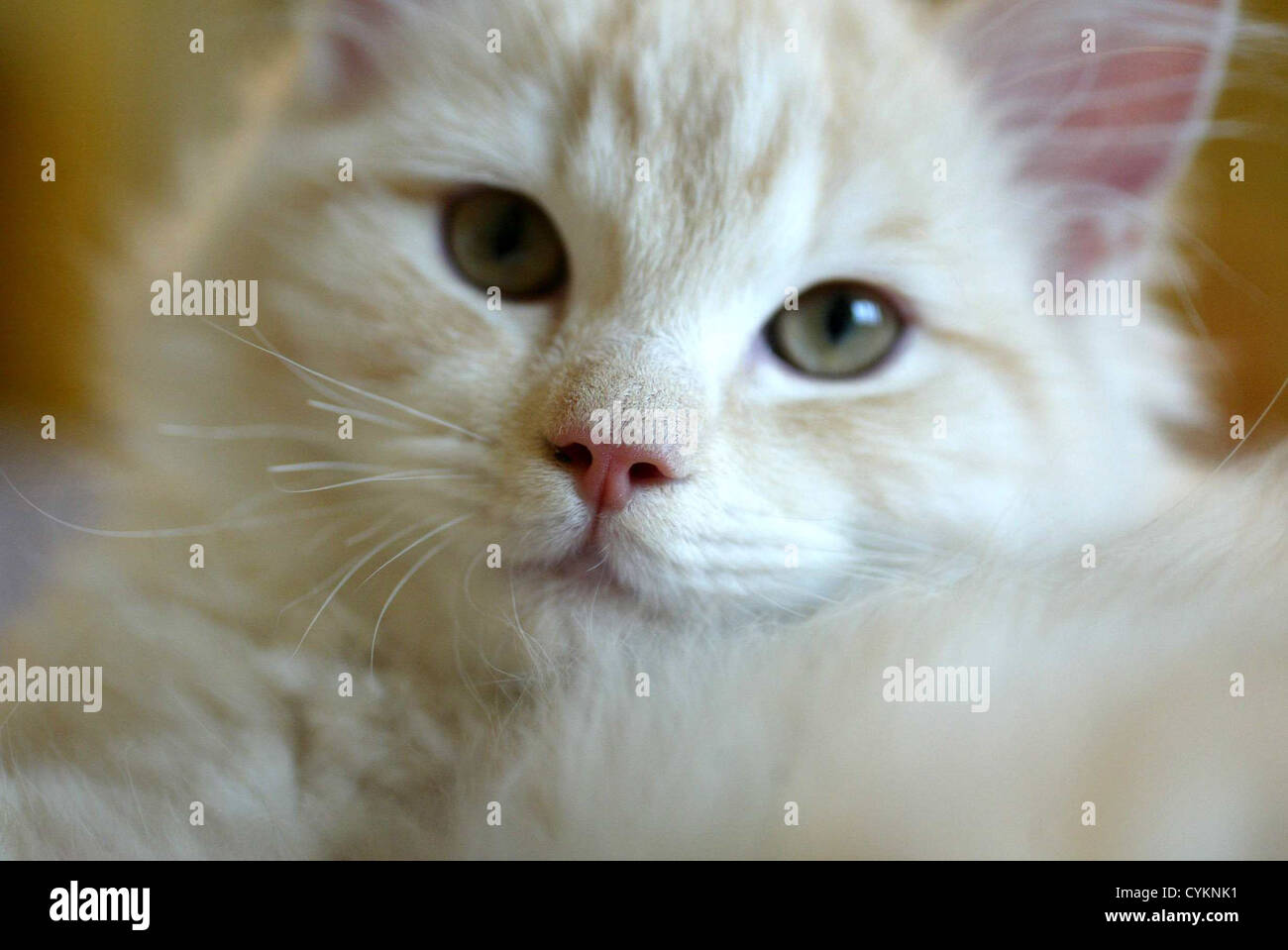 PEDIGREE RAGDOLL CAT Stock Photo - Alamy