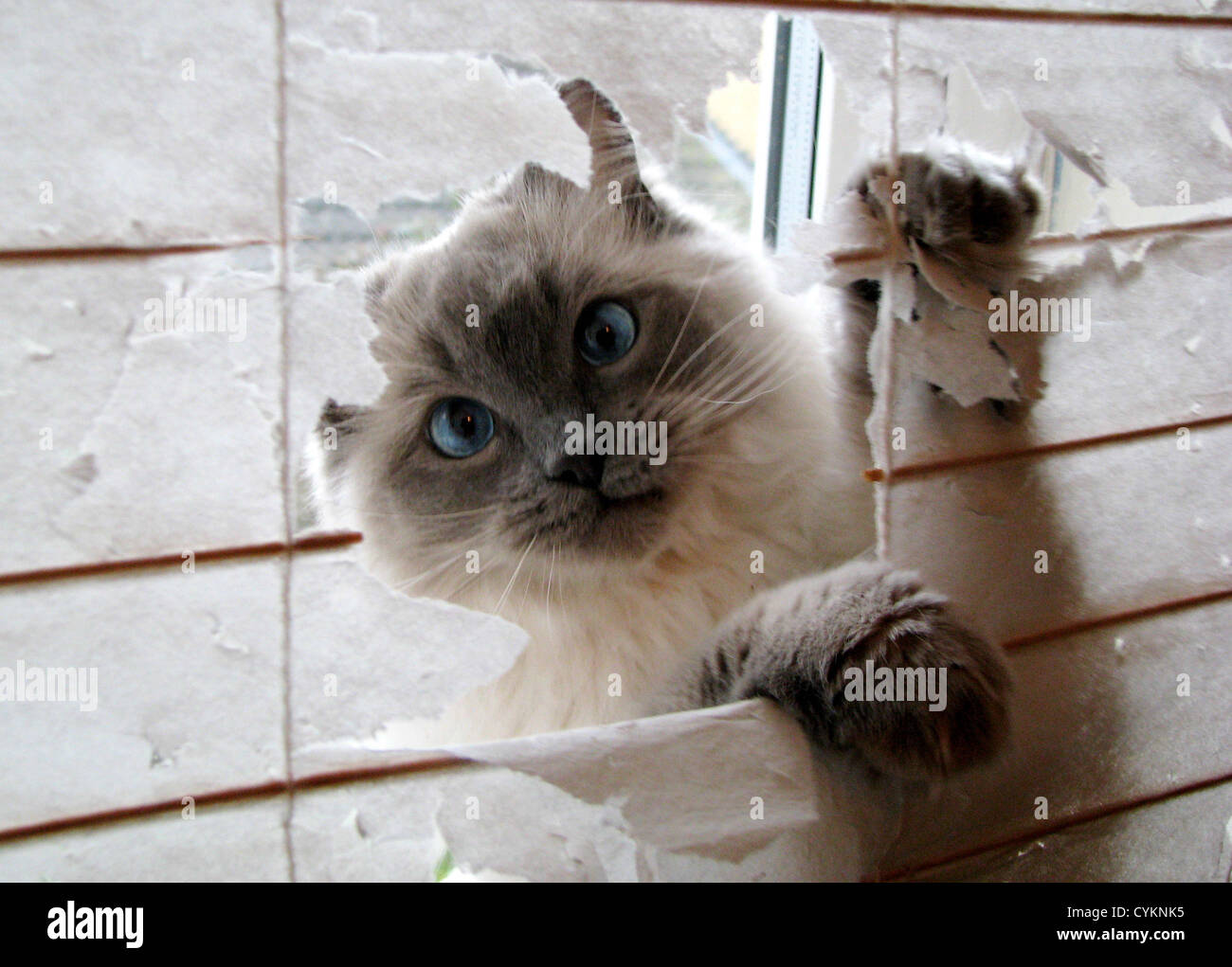 PEDIGREE RAGDOLL KITTEN WHITE WITH BLUE EYES Stock Photo - Alamy