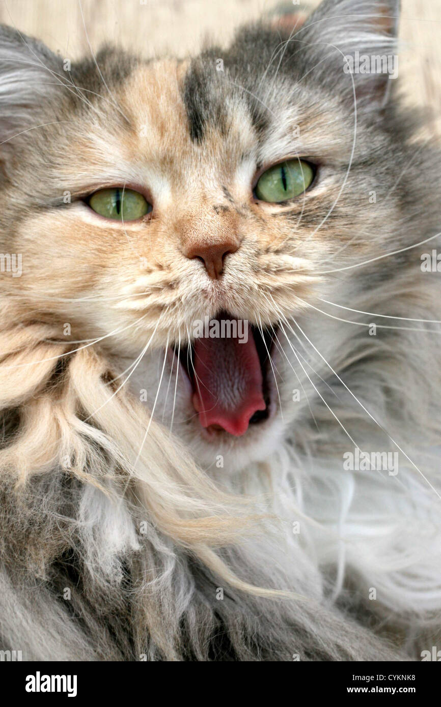 Persian cross hi-res stock photography and images - Alamy