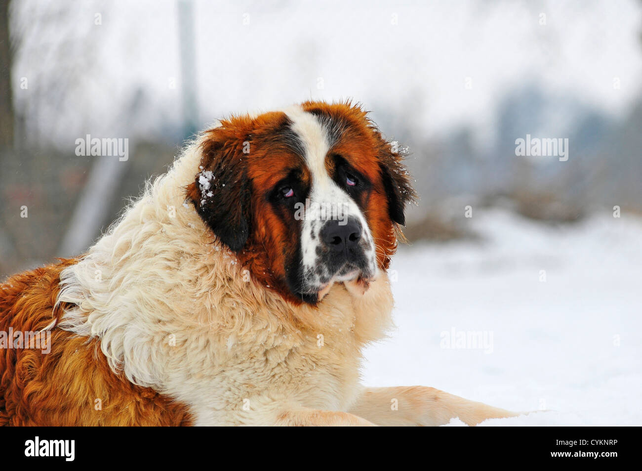 Moscow Watchdog Portrait Stock Photo - Alamy