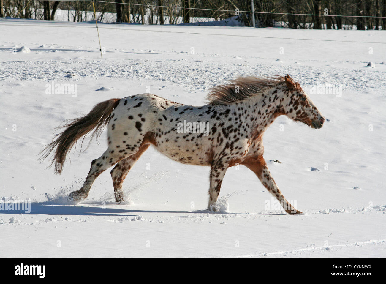 appaloosa in snow Stock Photo - Alamy