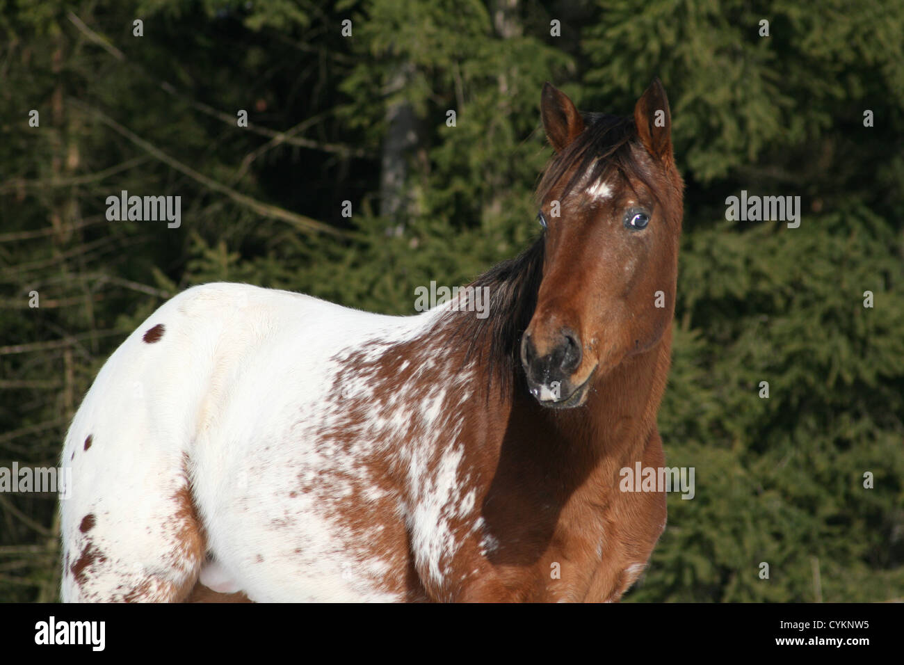 Appaloosa horse head hi-res stock photography and images - Alamy