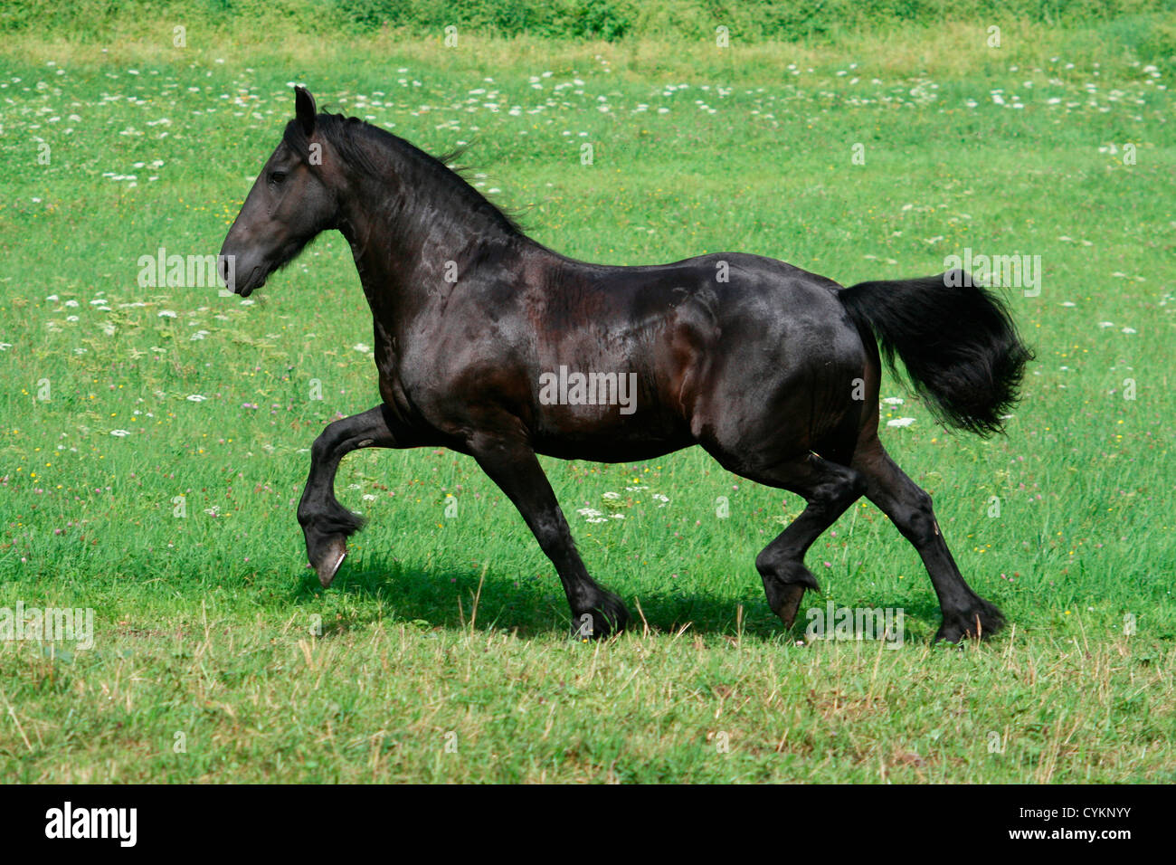 running Friesian Horse Stock Photo - Alamy
