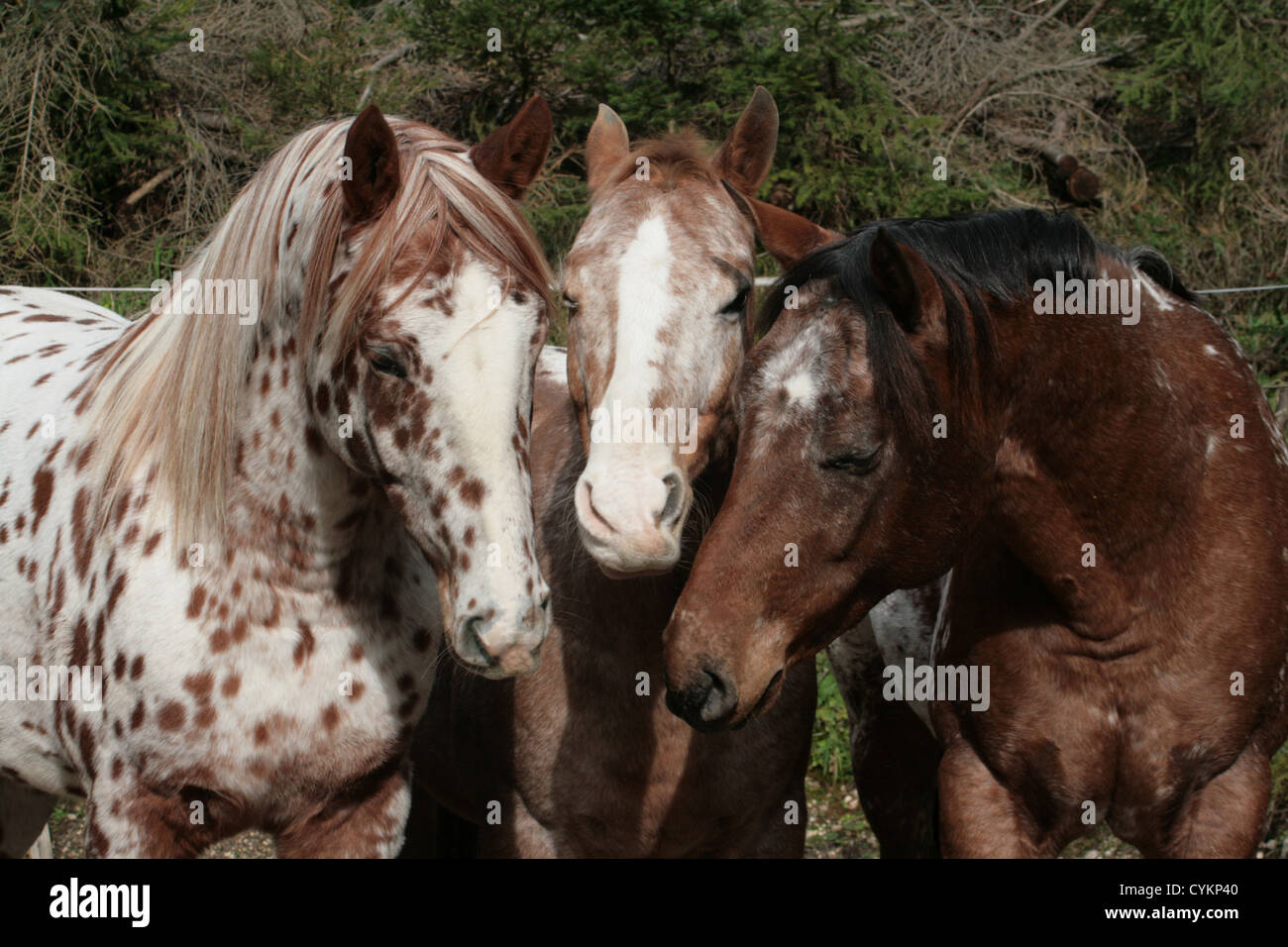 Appaloosa portrait hi-res stock photography and images - Alamy