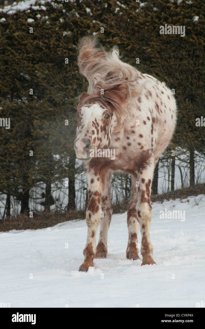 Appaloosa in snow Stock Photo - Alamy