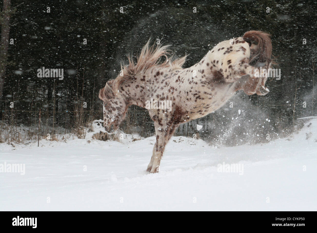 Appaloosa in snow Stock Photo - Alamy