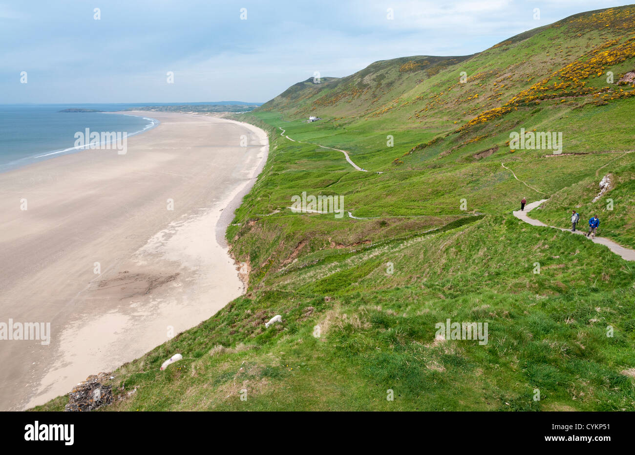 Wales, Gower Peninsula, Rhossili Bay, beach, cliffs, sheep Stock Photo ...