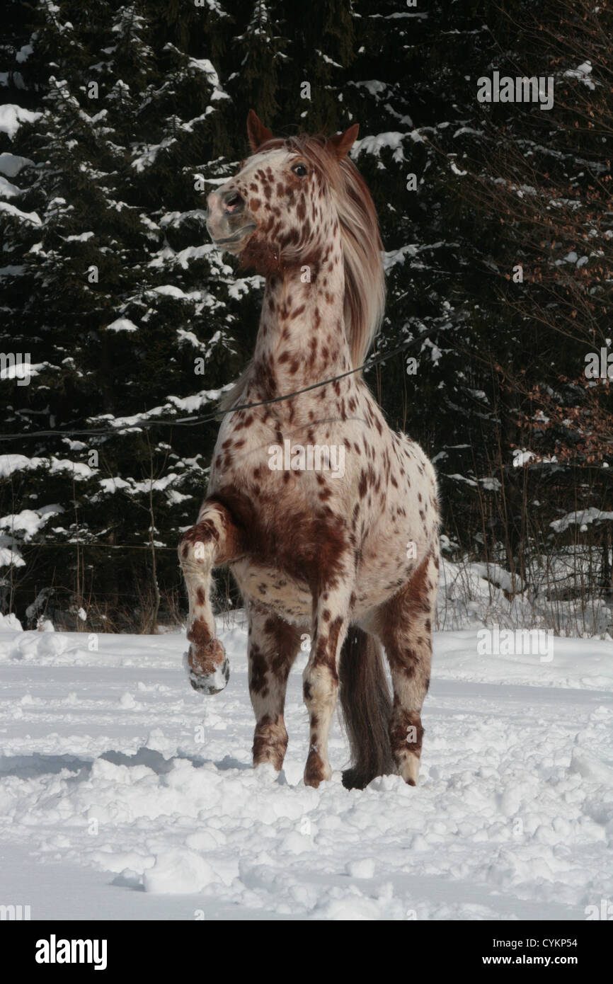 Appaloosa in snow Stock Photo - Alamy