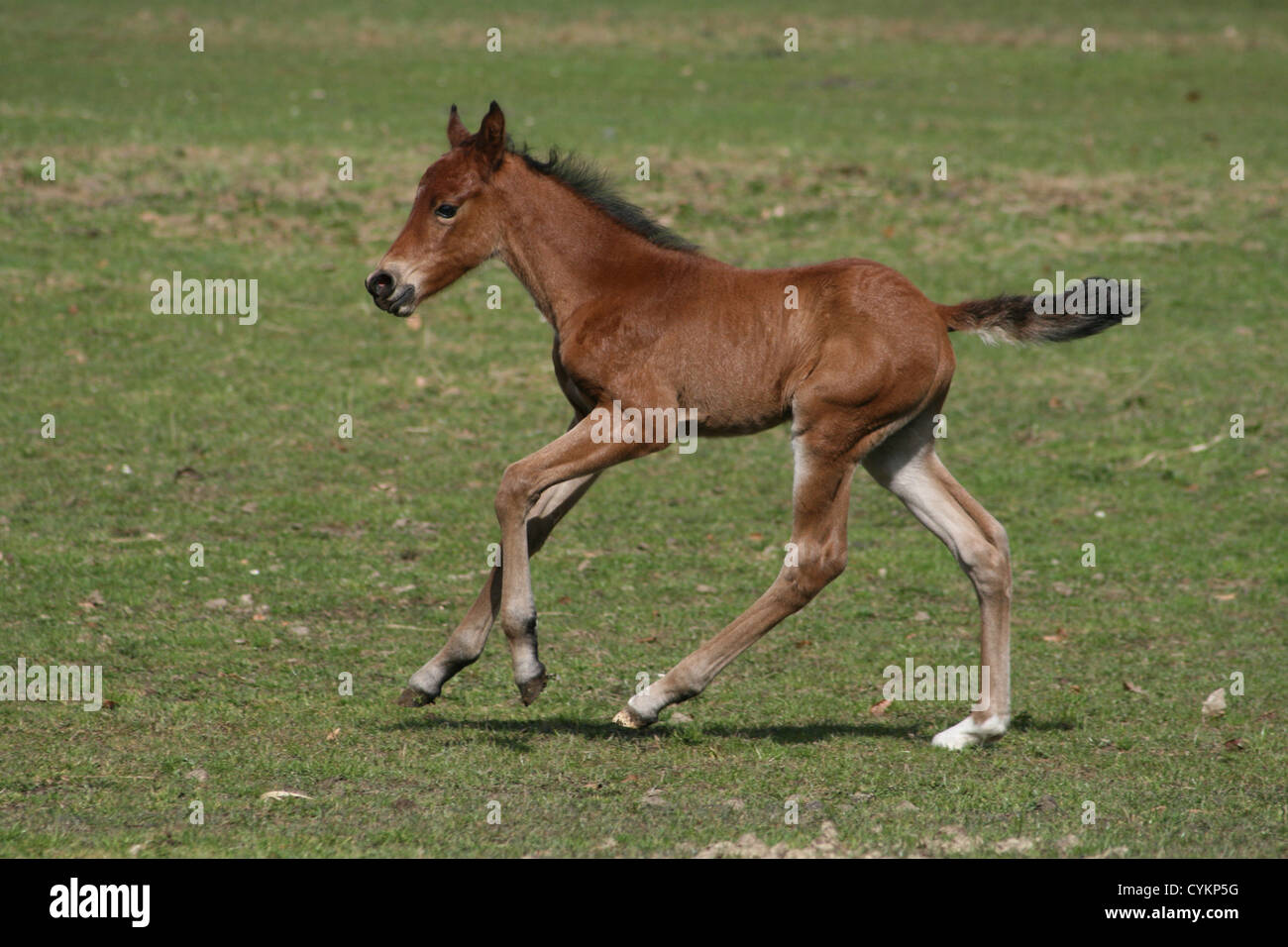 Brown horse galloping hi-res stock photography and images - Alamy