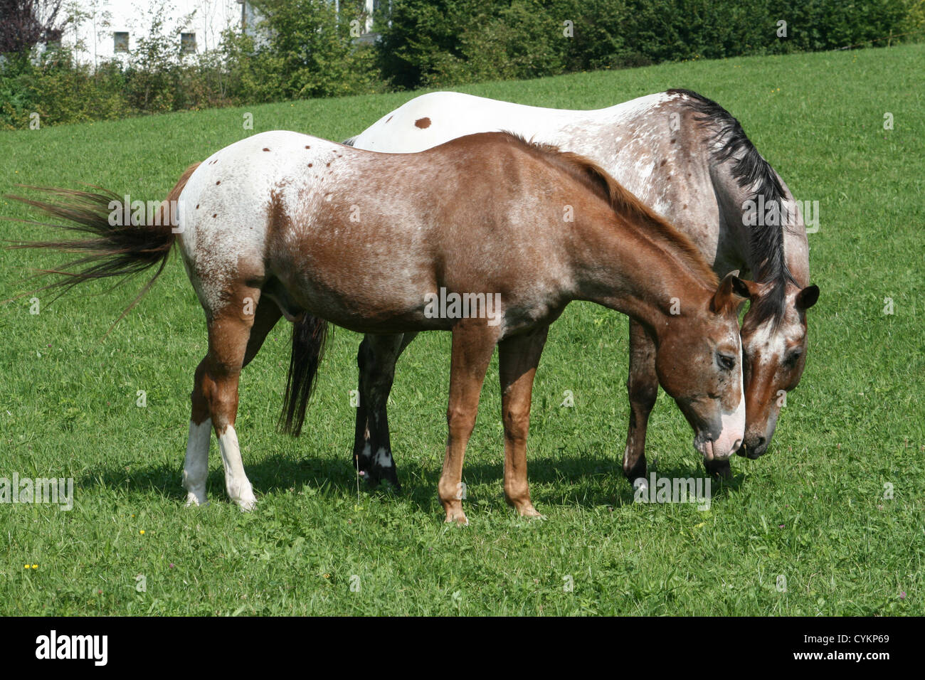 Appaloosas hi-res stock photography and images - Alamy