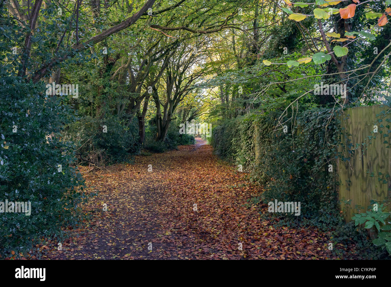 Countryside footpath in Autumn colours; overhanging branches form a ...