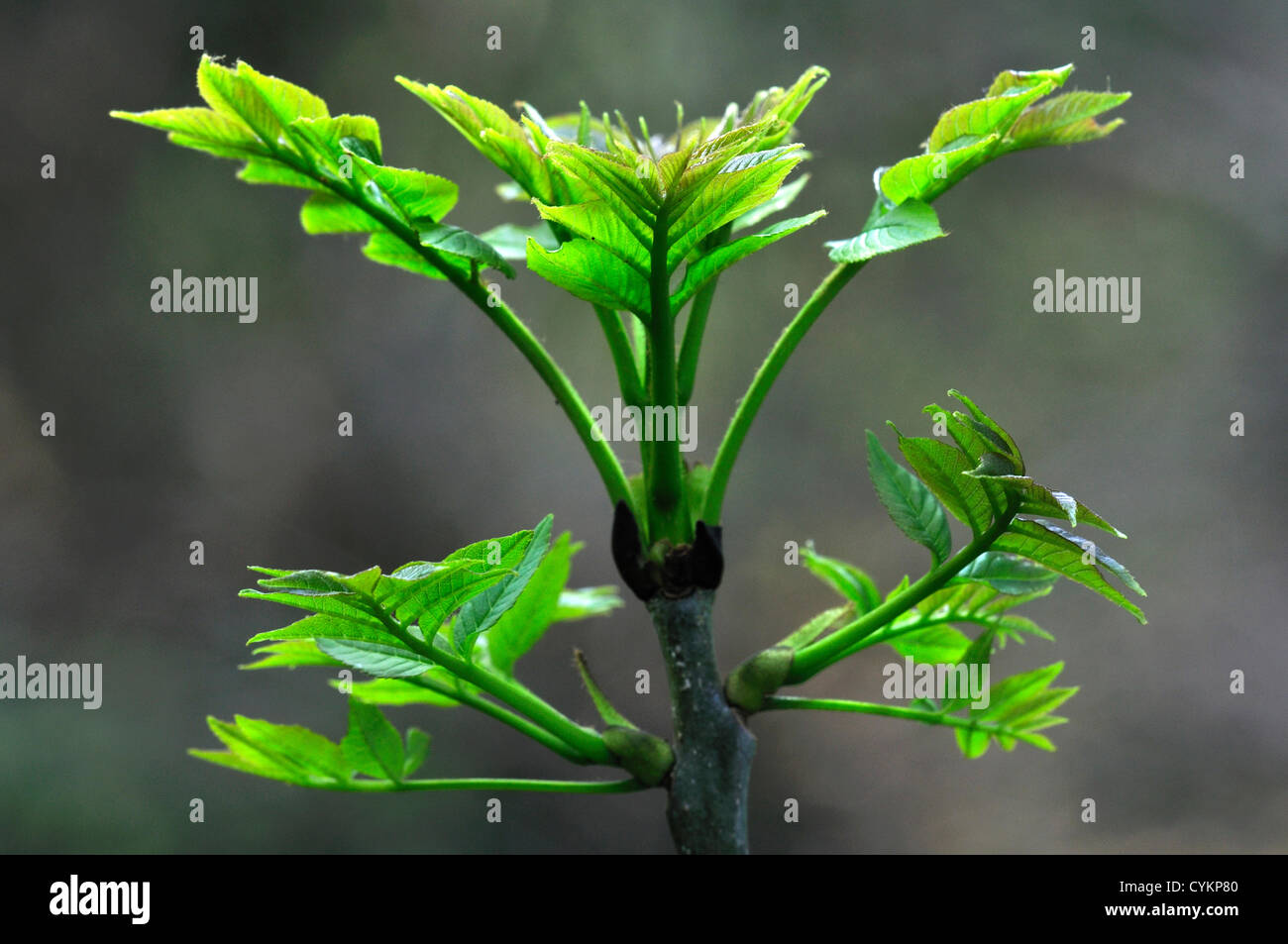 Ash tree leaf uk hi-res stock photography and images - Alamy