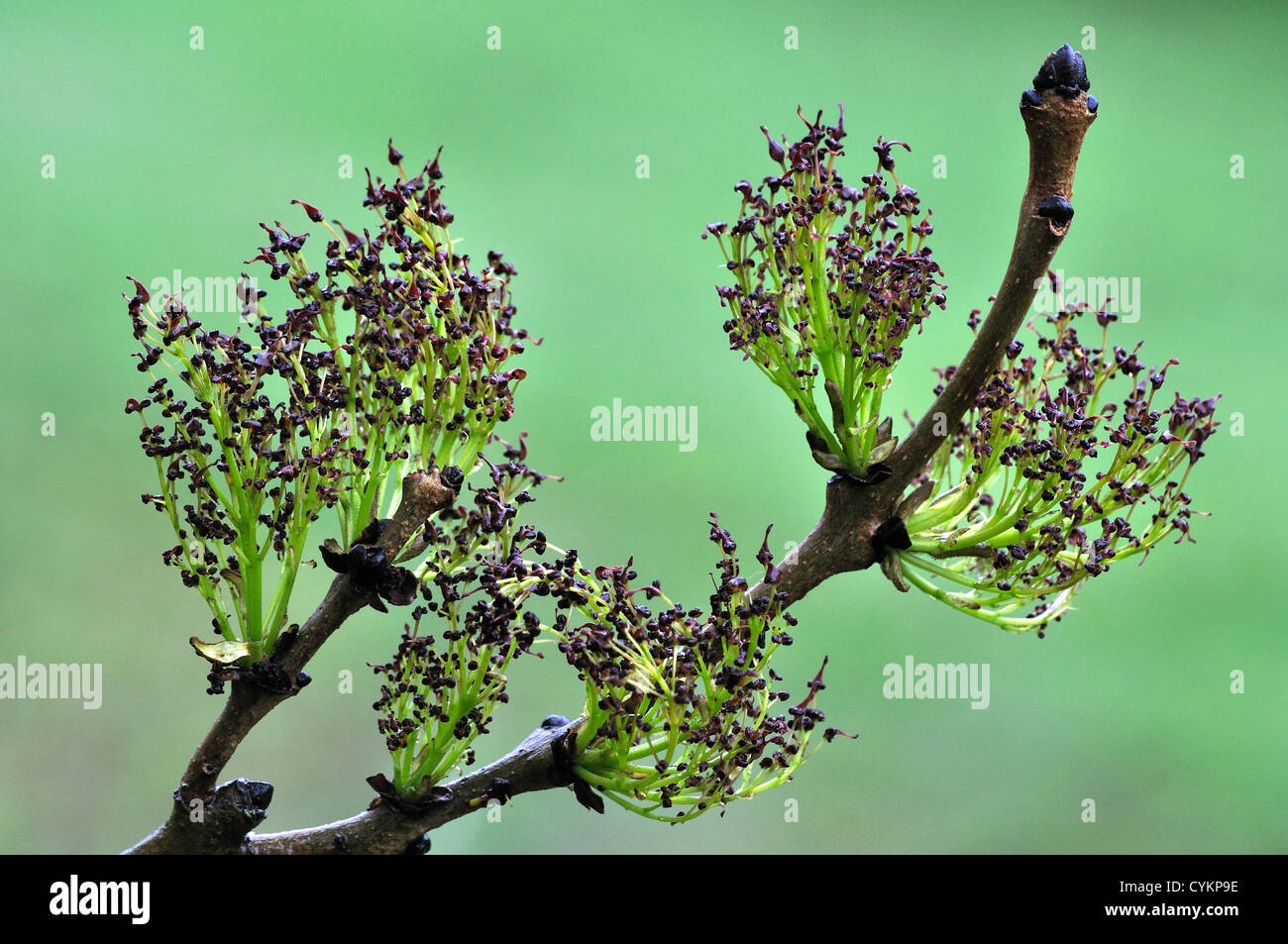 Ash flower fraxinus excelsior hi-res stock photography and images - Alamy