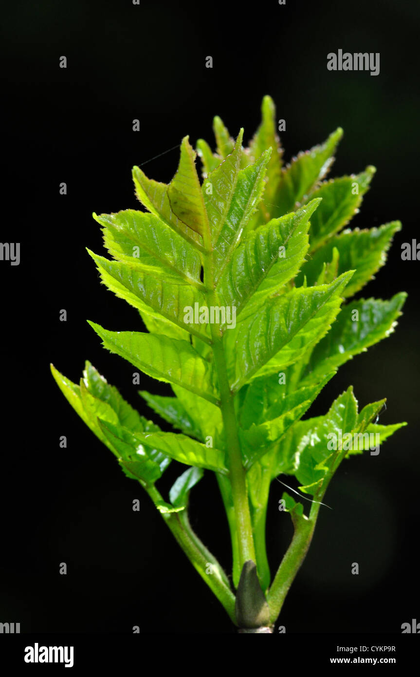 Ash tree in leaf hi-res stock photography and images - Alamy