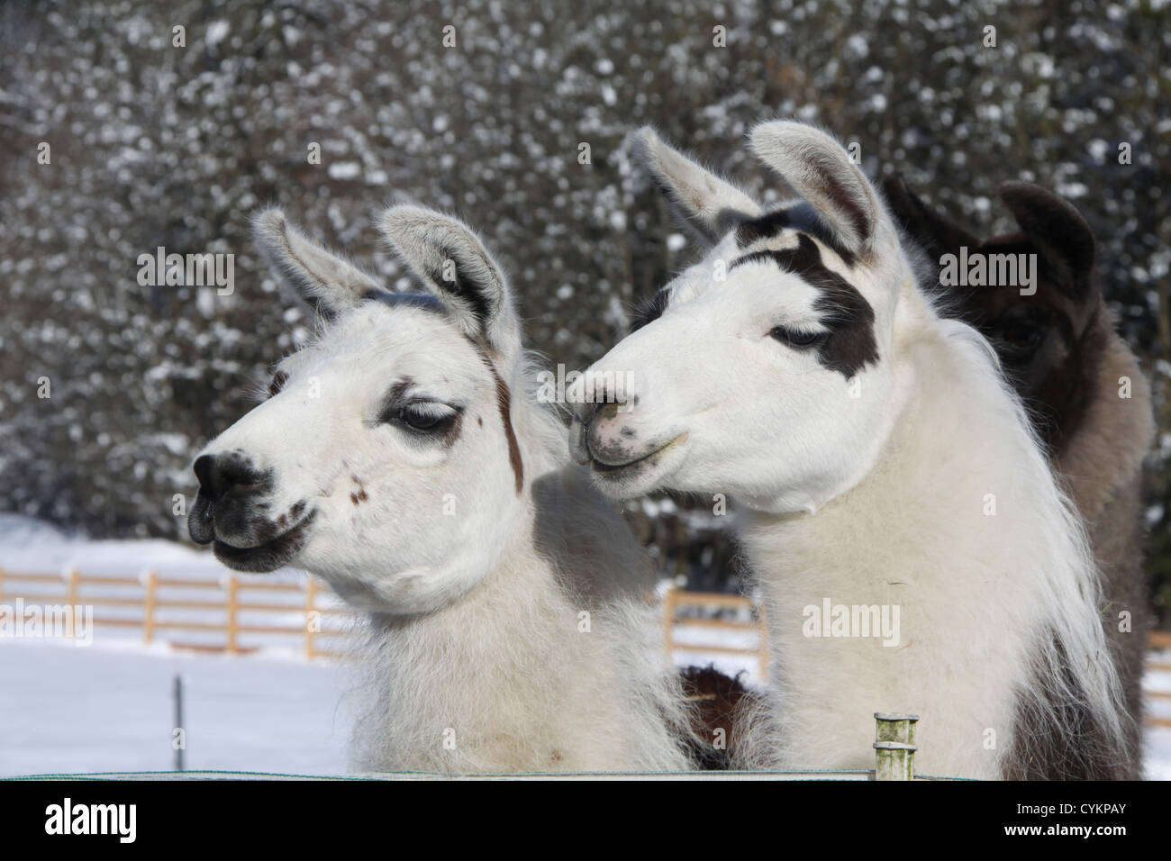 Llama snow winter hi-res stock photography and images - Alamy