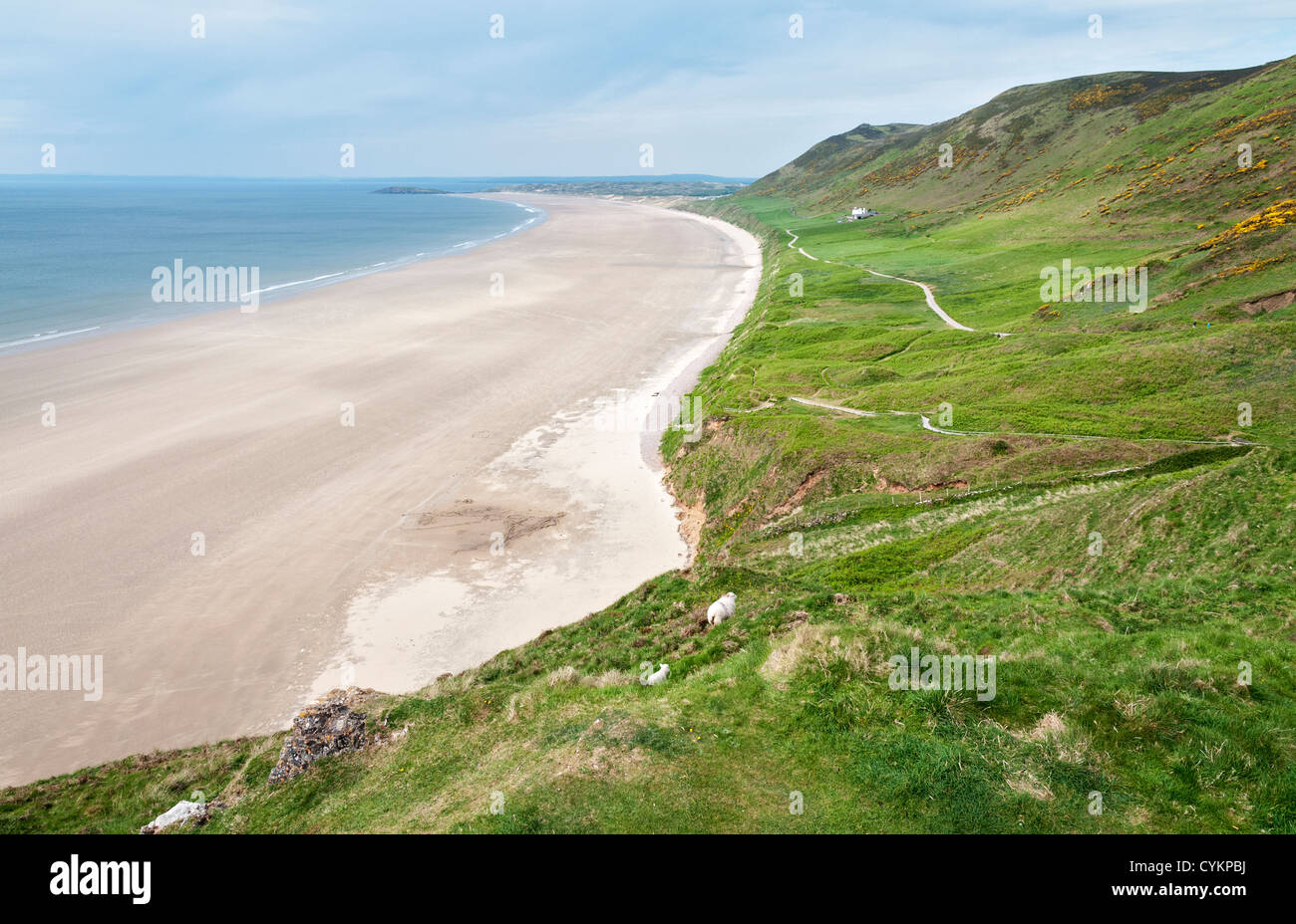 Wales, Gower Peninsula, Rhossili Bay, beach, cliffs, sheep Stock Photo ...